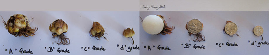 Its time for you to buy and plant your Lily bulbs | White House Nursery