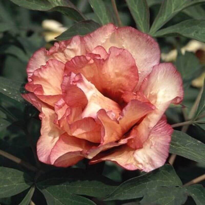 Tree Peony Rose - Happy Days | White House Nursery
